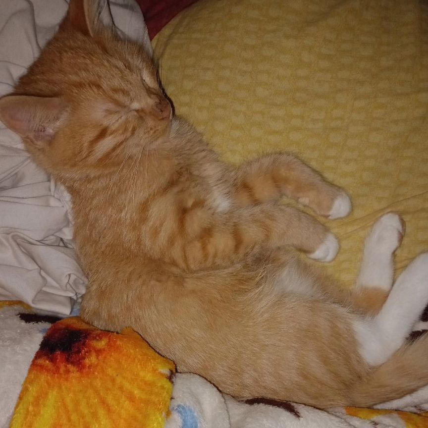 Дорого домой, 2 котика мальчики, 2 брата