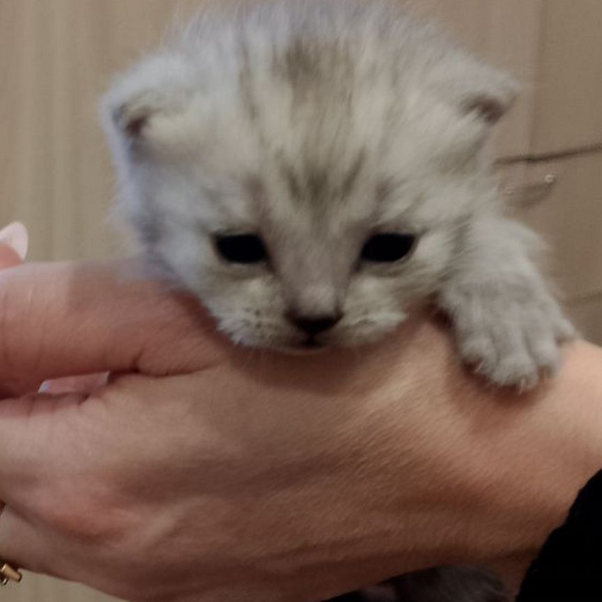 Шотландский вислоухий короткошёрстный котёнок