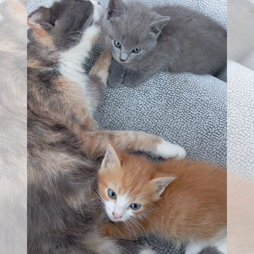 Котята в добрые руки бесплатно