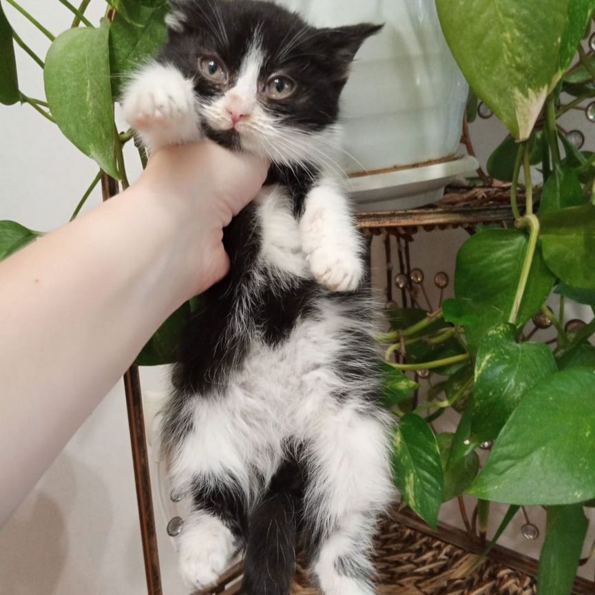 Котёнок в добрые ручки