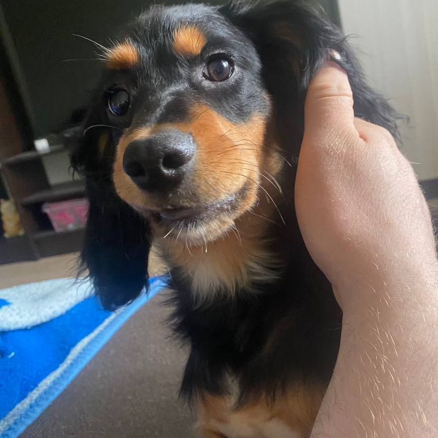 Русский охотничий спаниель, взрослая собака