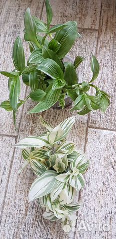 Редкие сорта традесканций часть 2 купить в Москве | Товары для дома и ...