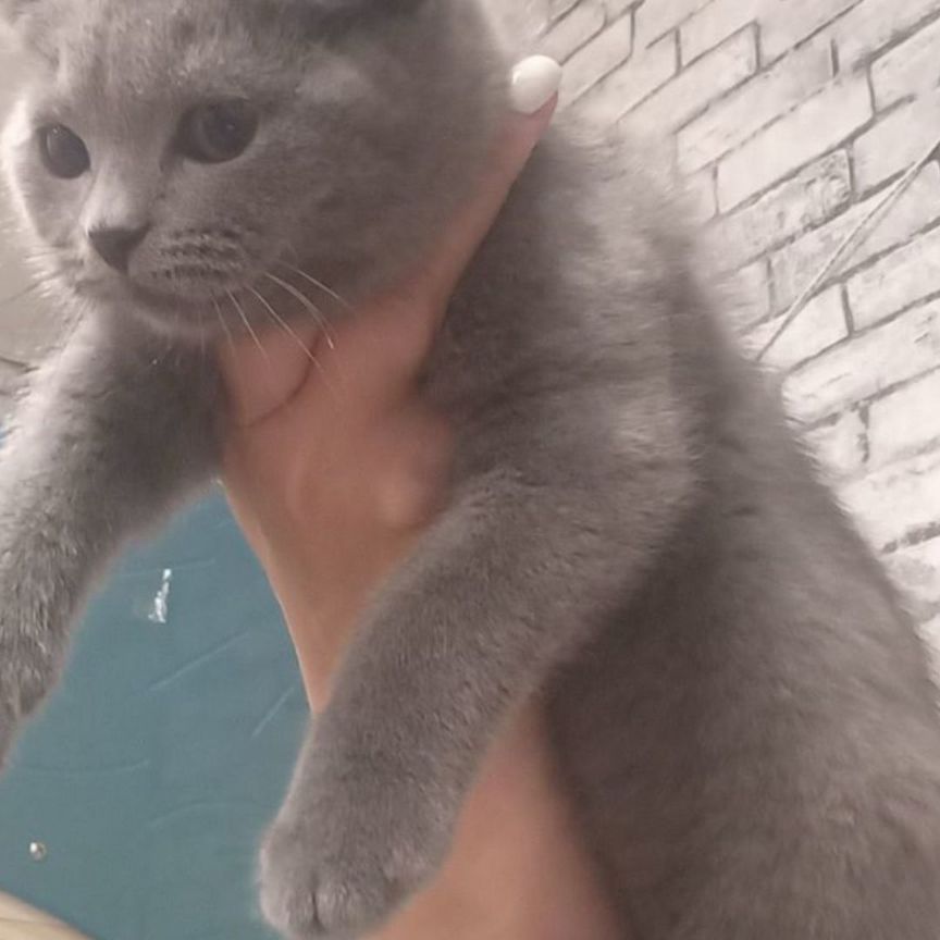 Шотландская