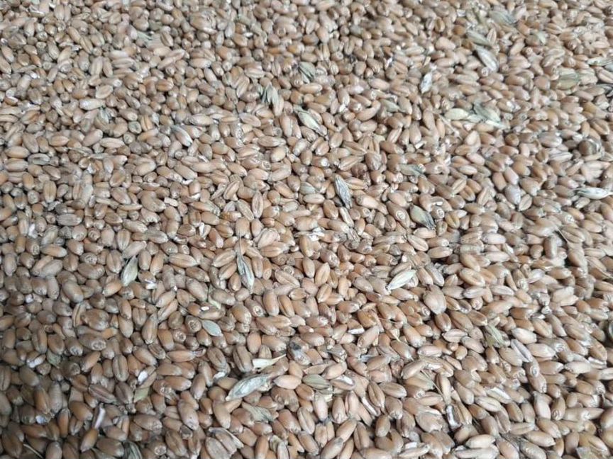 Семечко, Фуражный горох корма