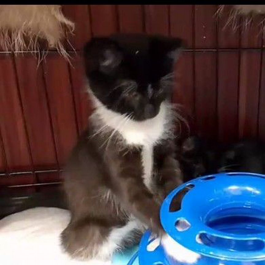 Пожалейте котят в клетке