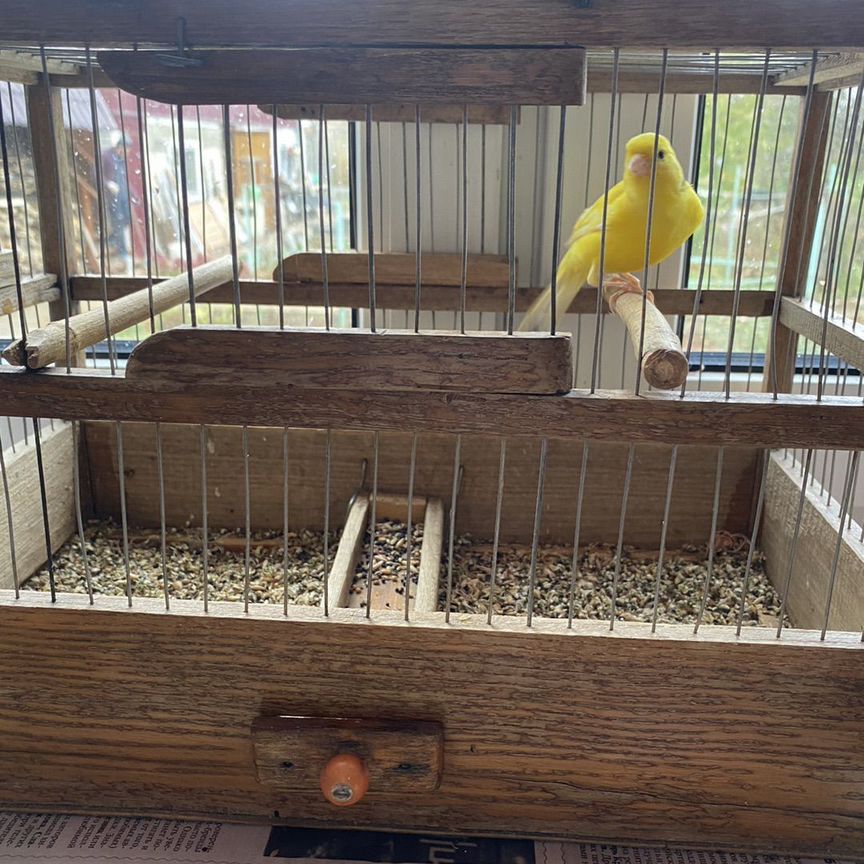 Кенара и канарейки