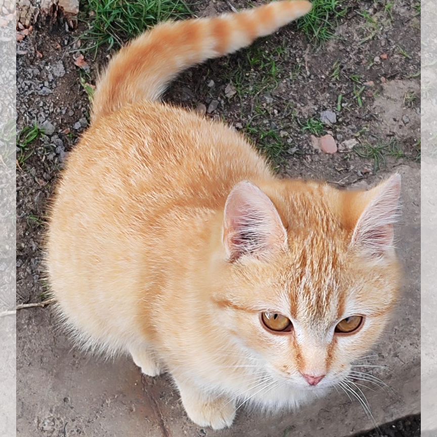 Котёнок в добрые руки