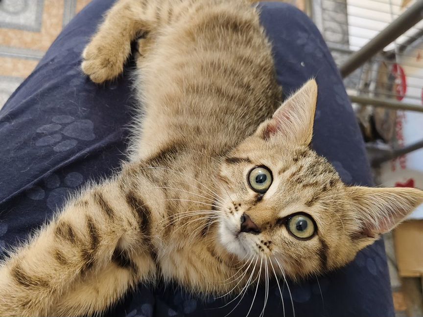 Котята в добрые руки бесплатно