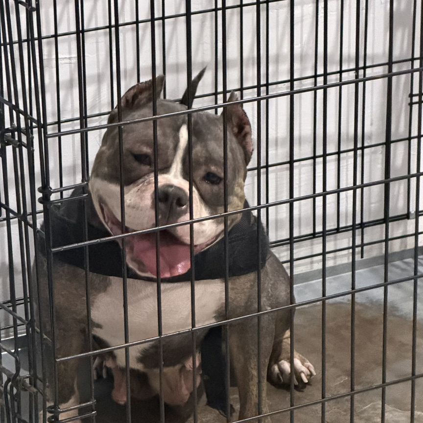 Американский булли, щенок