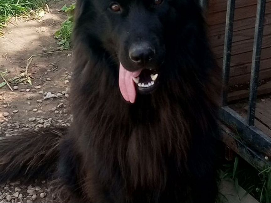 Длинношерстные немки