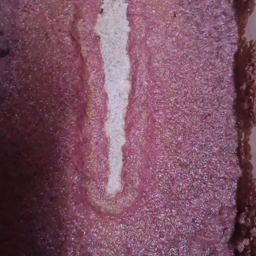 Культура трубочника изя