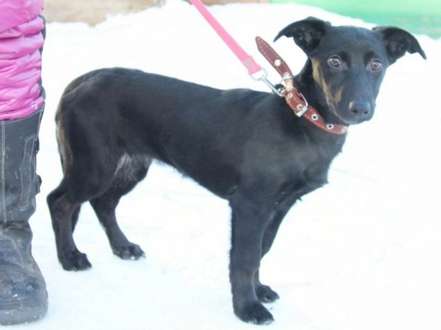 Небольшая собачка скоро будет выпущена на улицу