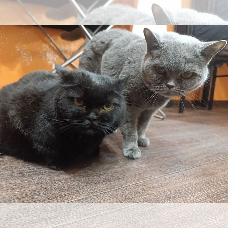 Британская короткошёрстная, взрослая кошка