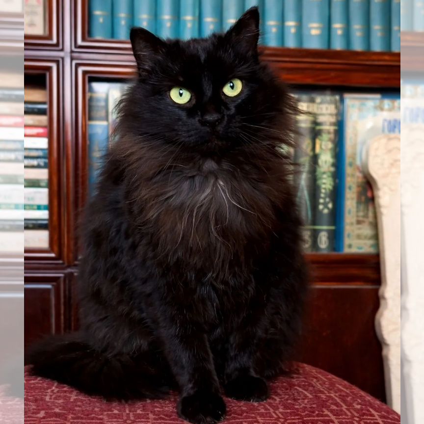 Взрослый кот в добрые руки