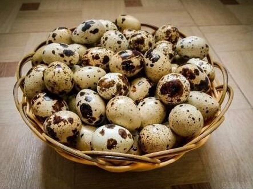 Яйца перепелиные инкубационное