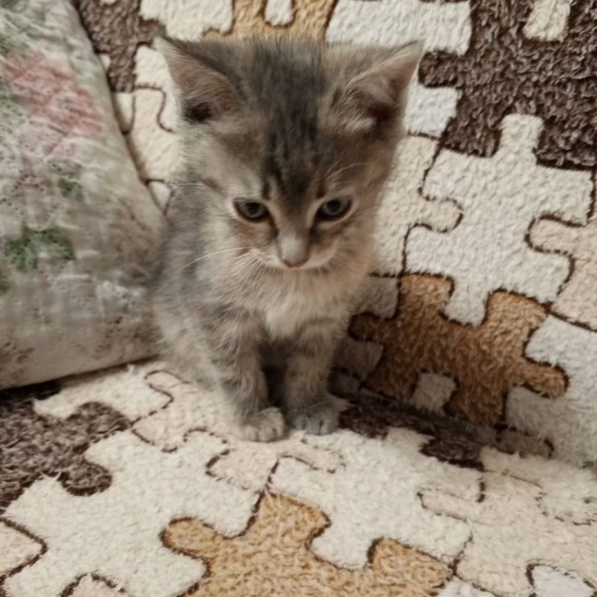 Котенок серый девочка