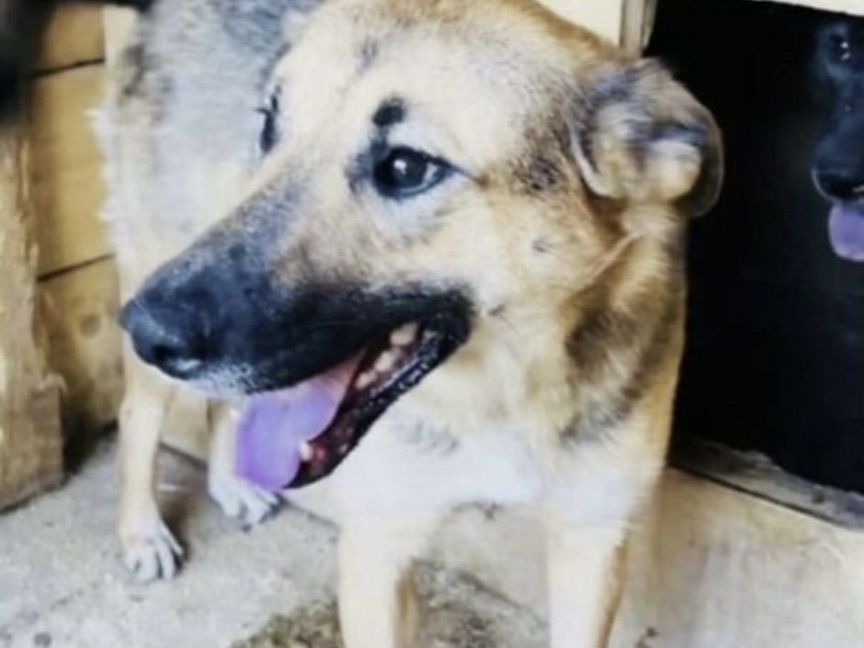 Собака ищет дом - она осталась одна в приюте