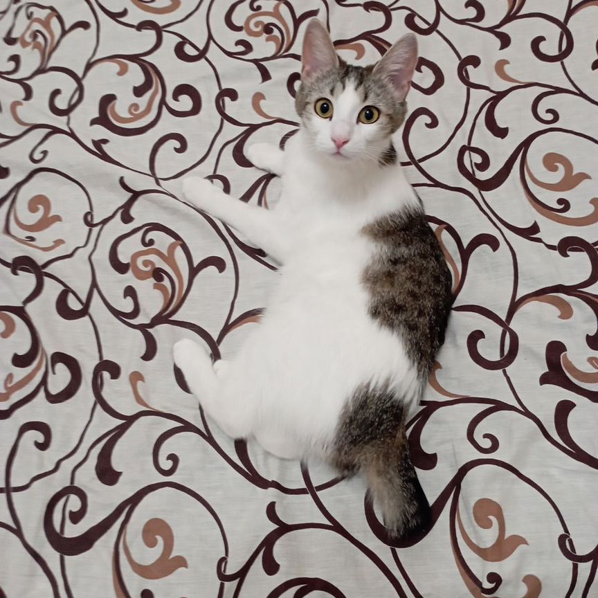 Кошечка курильский бобтейл