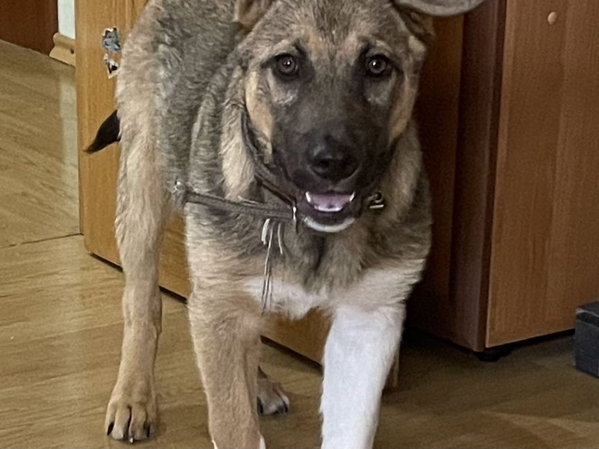 Щенок ищет дом