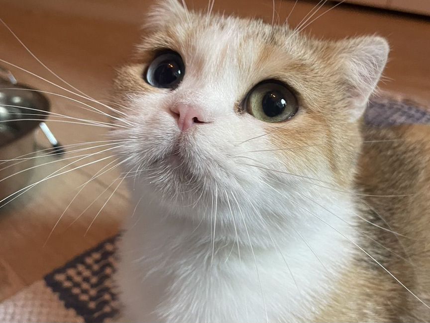 Кошка скотиш фолд