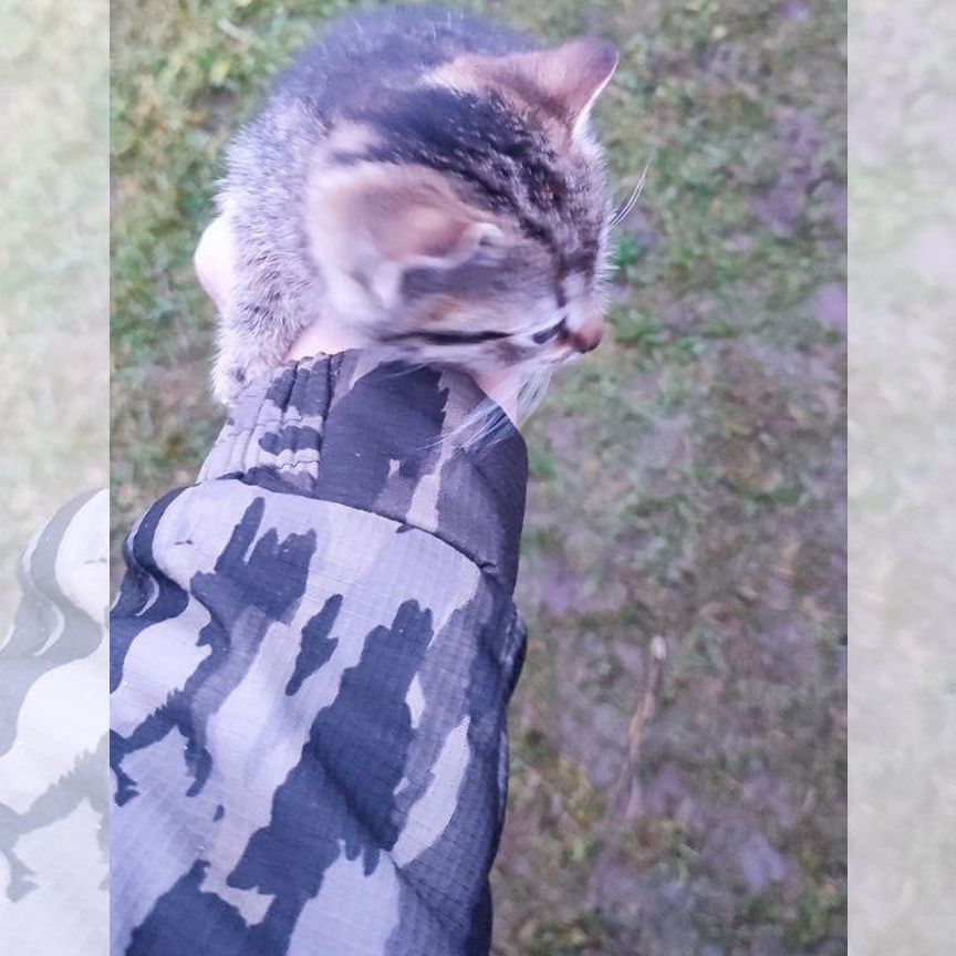 Котёнок в добрые руки