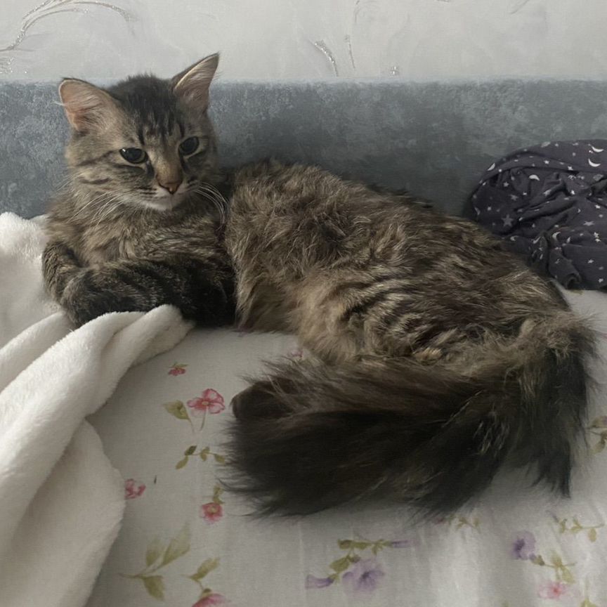 Котенок