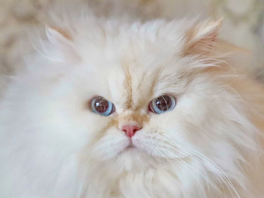 Селкирк прямошерстный