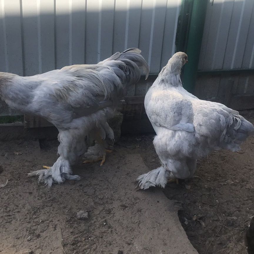 Брама Изабелла