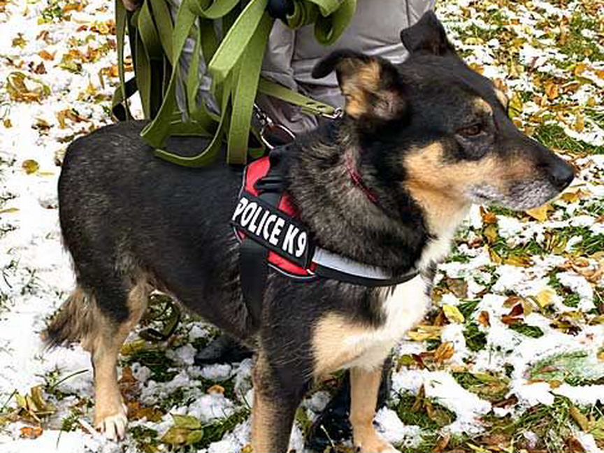Замечательный компаньон для всей семьи