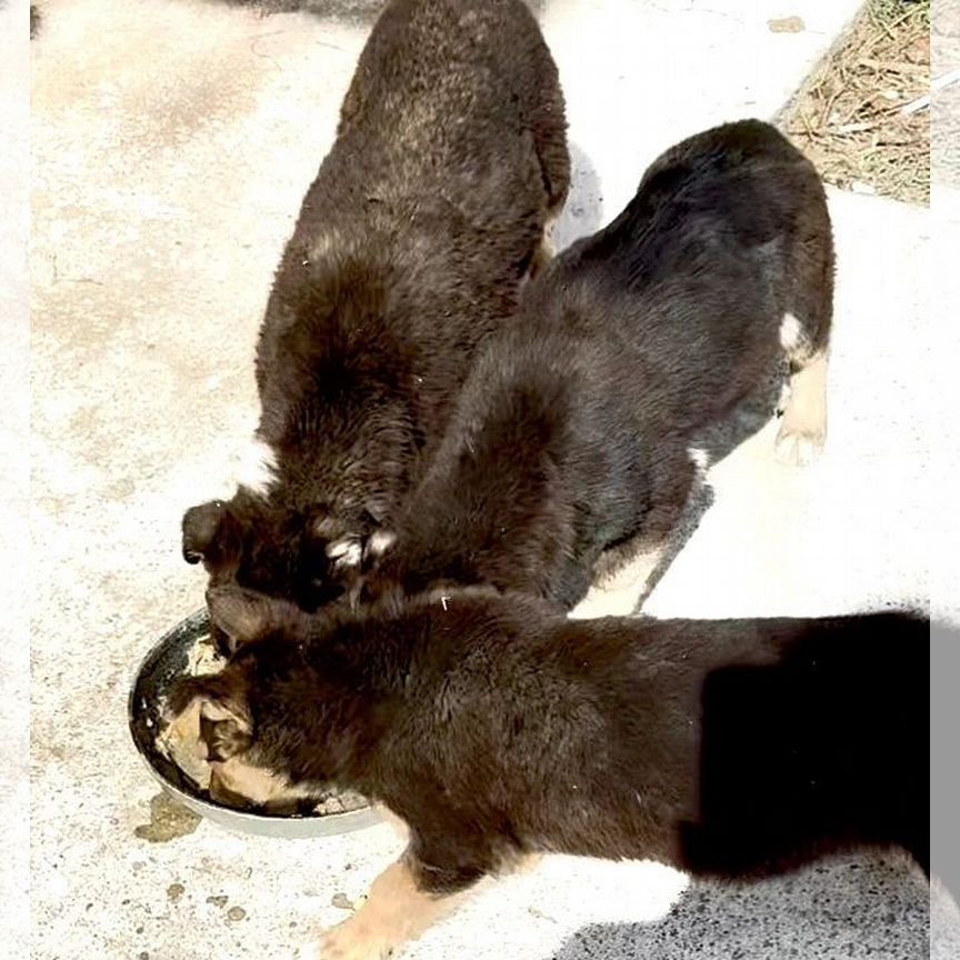 Щенок в добрые руки