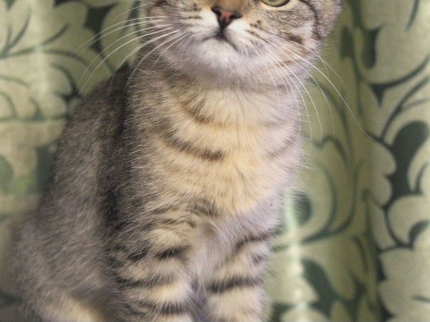 Кошки