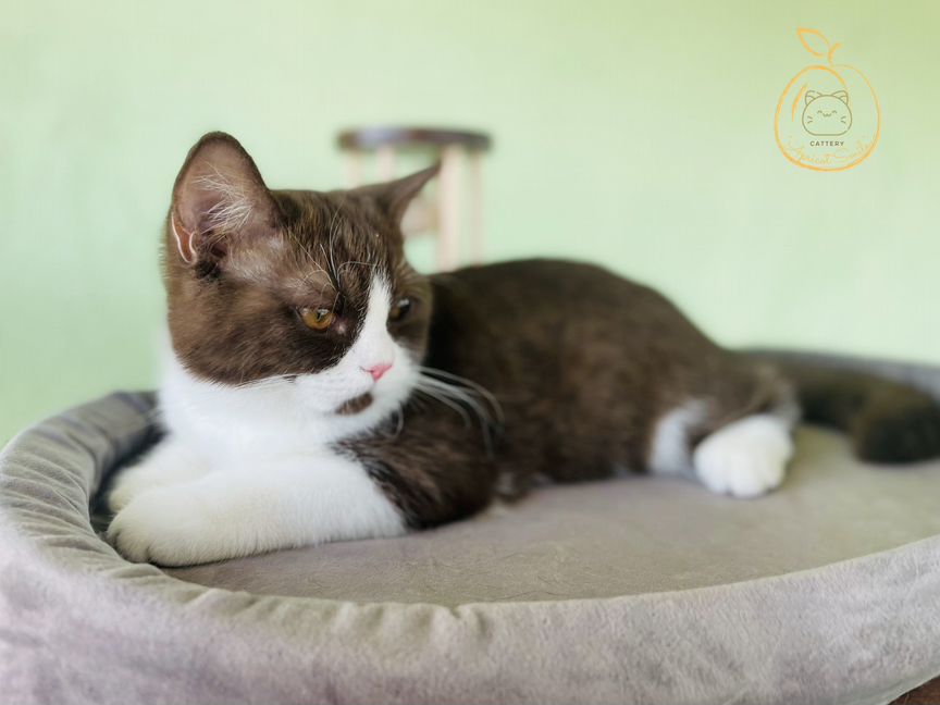 Британский шоколадный котёнок