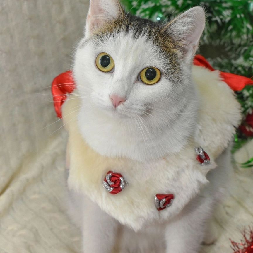 Кошечка Принцесса