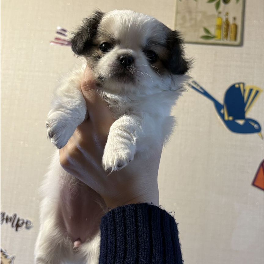 Чихуахуа, щенок