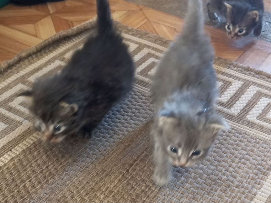 Котятки серые