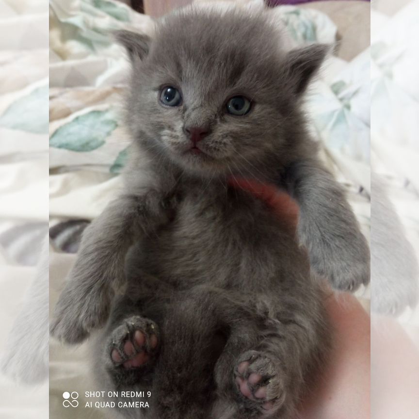 Шотландские котята
