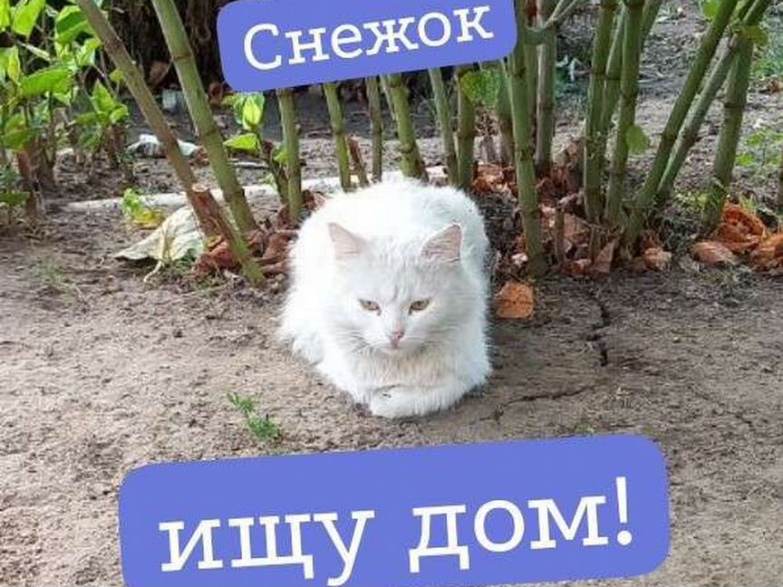 Котик 8 месяцев