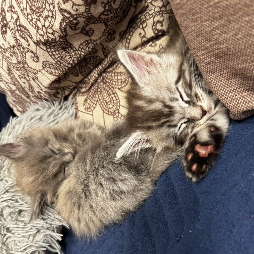 Мейн-кун котёнок