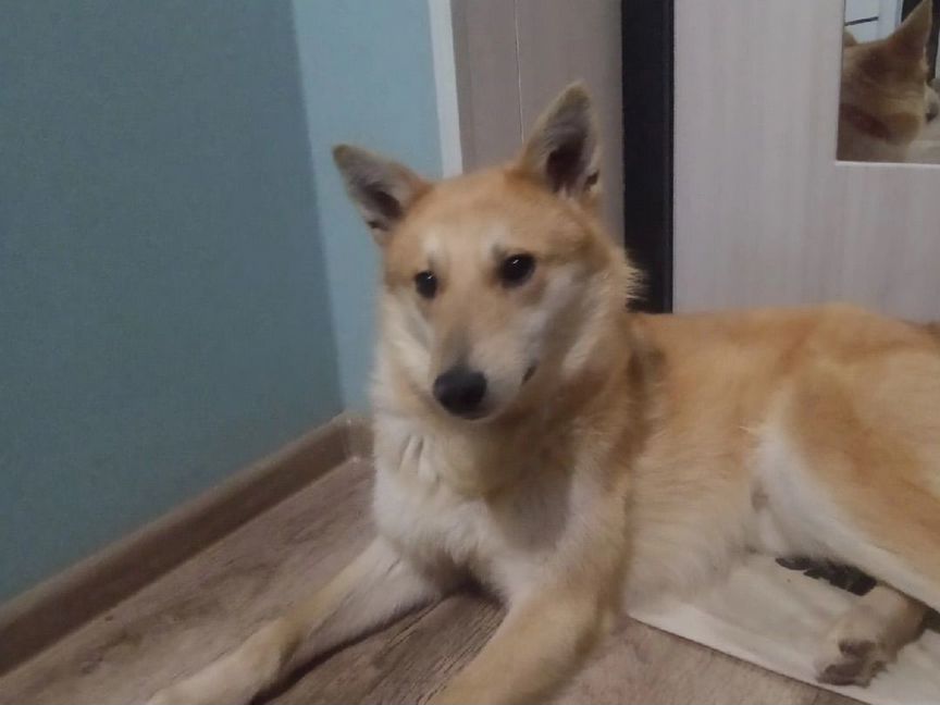 Персик ищет дом