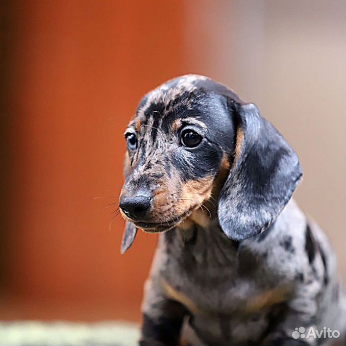 Такса мини малыш