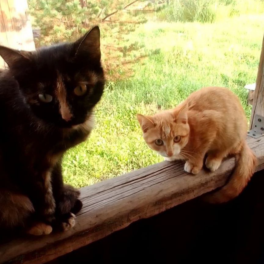 Котята в добрые руки бесплатно