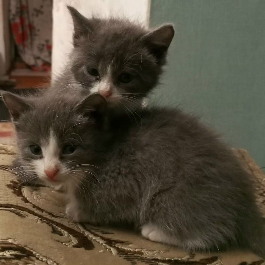 Русский голубой котёнок