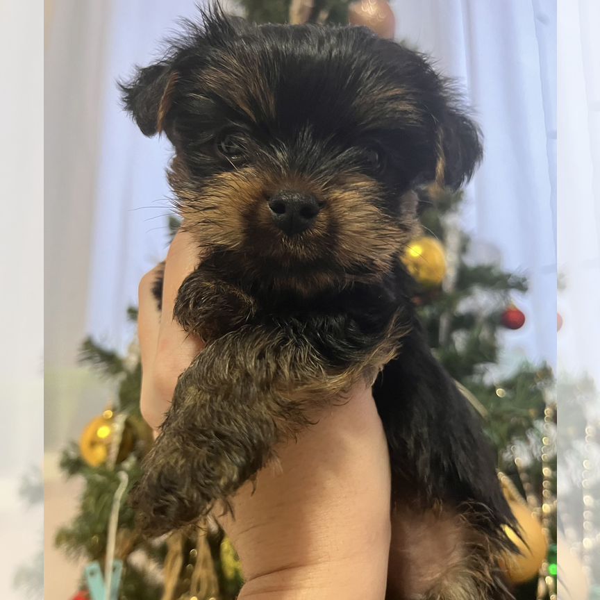 Йоркширский терьер, щенок