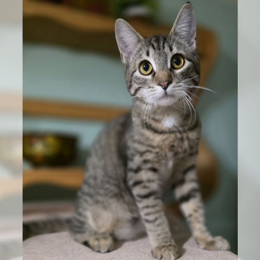 Котёнок в добрые руки