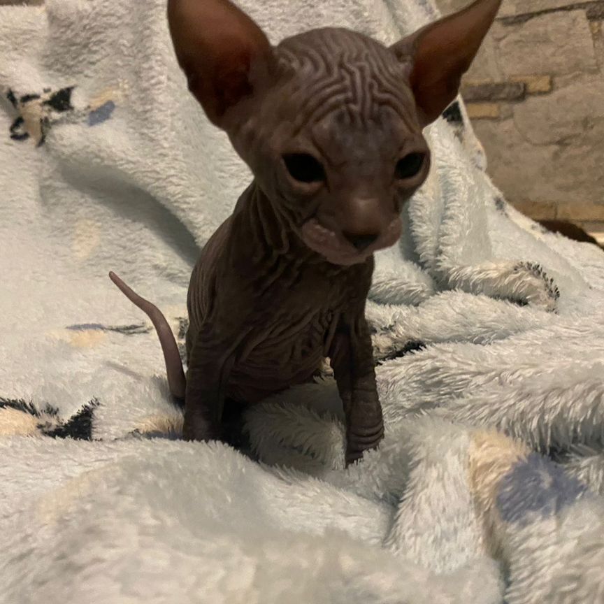 Донской сфинкс