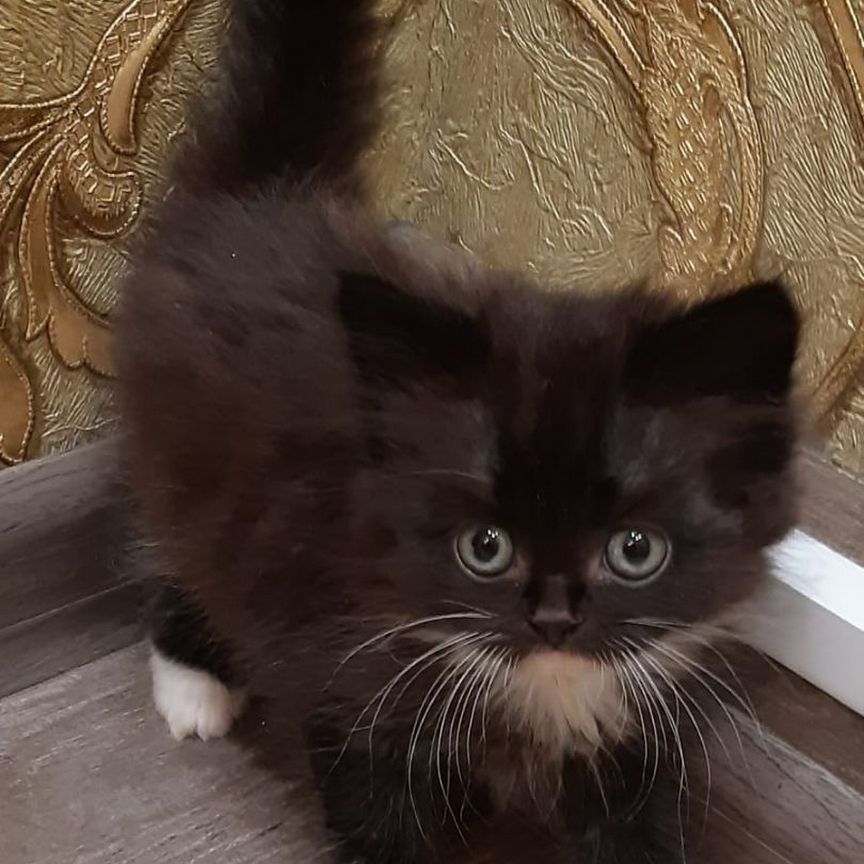 Сибирские котята