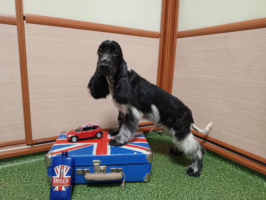 Английский щенок, мальчик