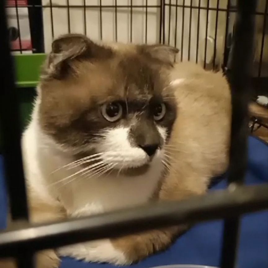 Котик в добрые руки