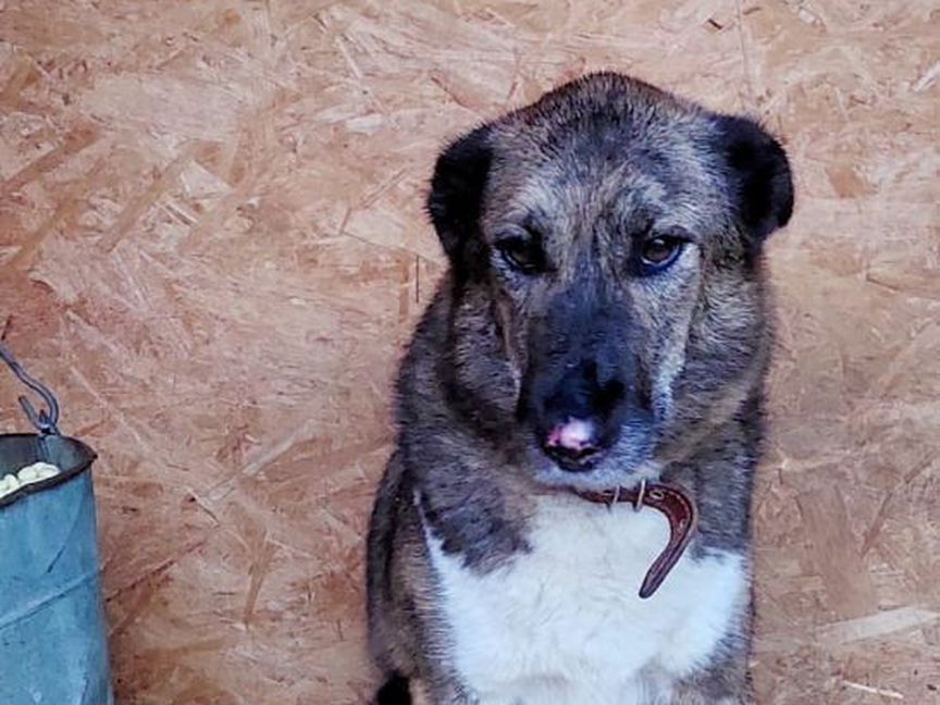 Дашенька живёт в клетке