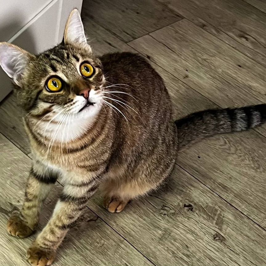Котик для фотосессии